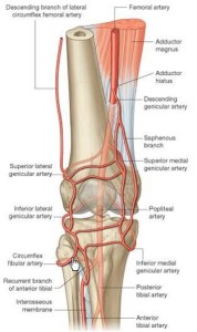blood supply of knee joint – Medchrome