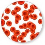 Fate of RBC/Hemoglobin – Medchrome