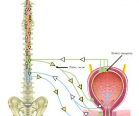 Autonomic Bladder | Medchrome