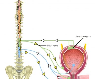Autonomic Bladder | Medchrome